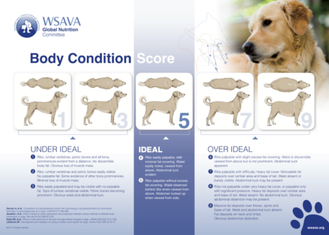 Easy Dog Weight Loss Program to Start Today - Comprehensive Pet ...