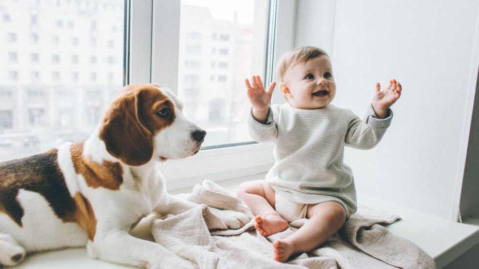 8 Reasons For Adopting Senior Pets - Comprehensive Pet Insurance and ...