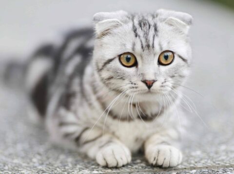 How To Tell if Your Cat Is Sick - Comprehensive Pet Insurance and ...