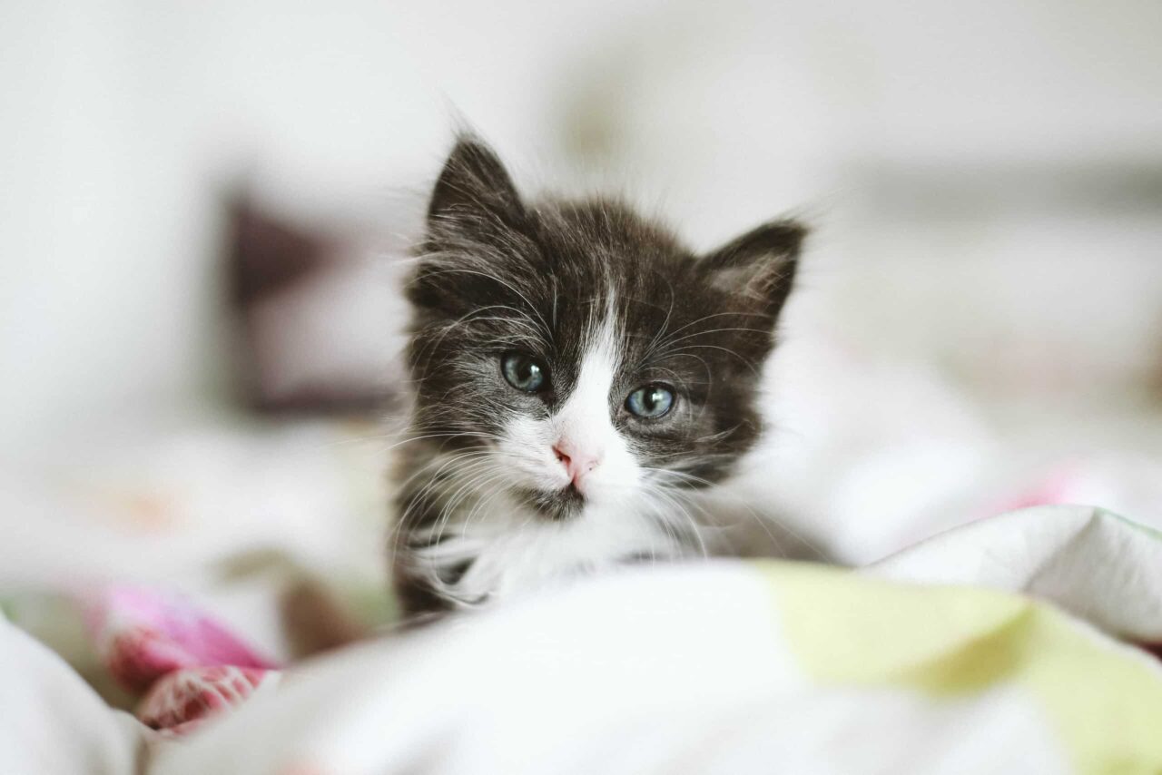 5 Kitten Training Tips for New Parents - Comprehensive Pet Insurance ...