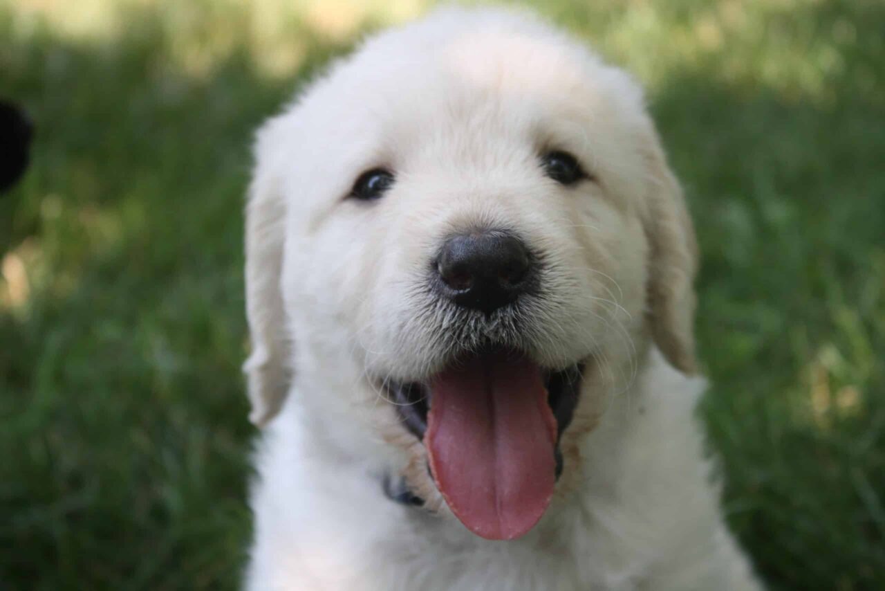 5 Tips for Training New Puppies - Comprehensive Pet Insurance and ...
