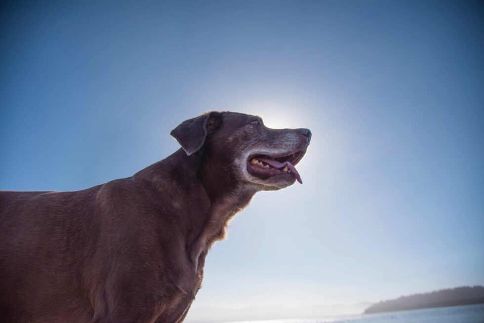 How to Care for Your Senior Pet - Comprehensive Pet Insurance and ...
