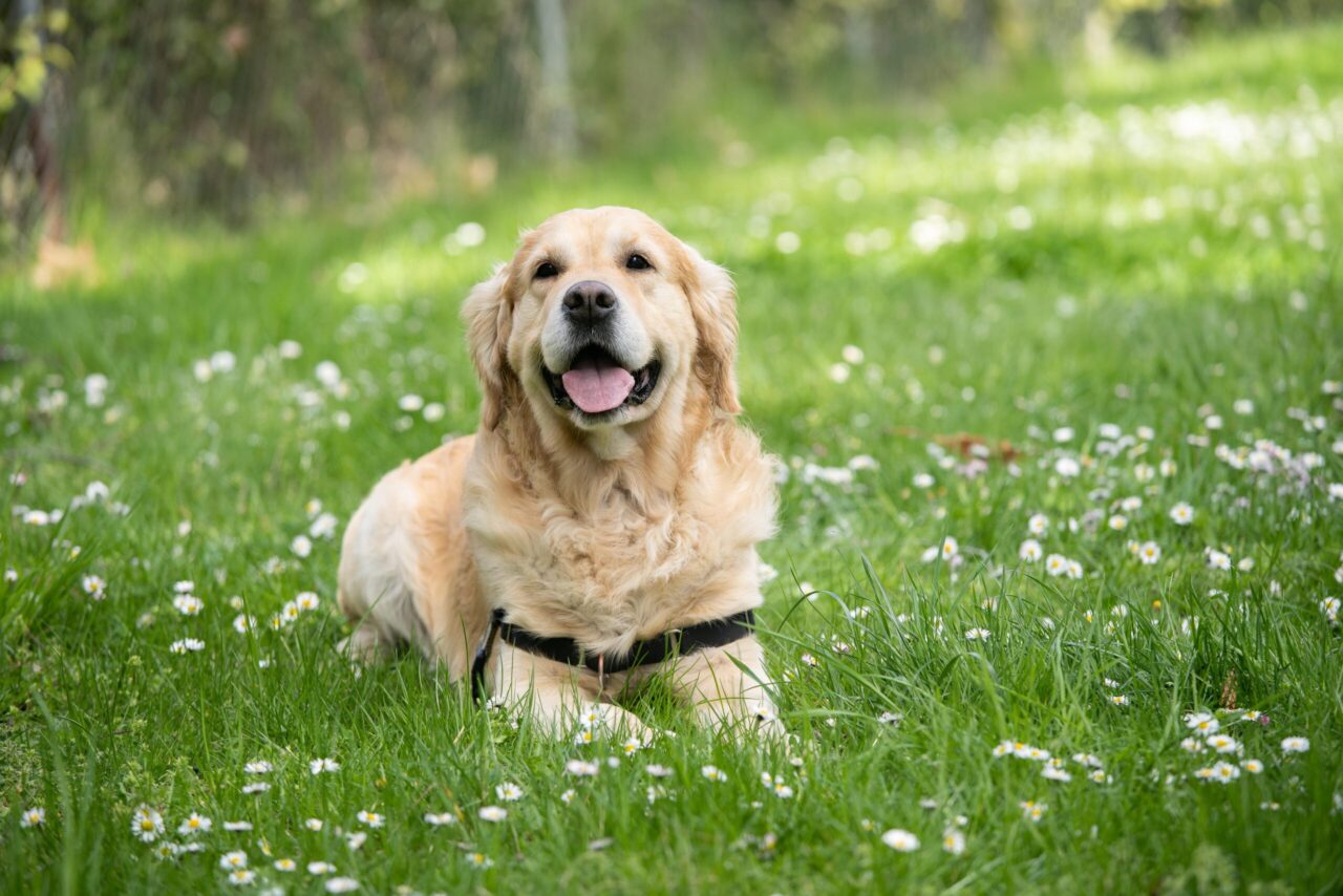 How To Select The Right Pet For Your Family - Comprehensive Pet ...