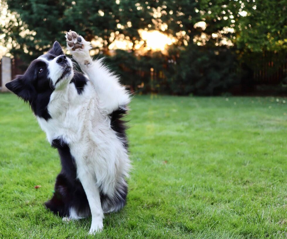6 Fun Tricks To Teach Your Dog - Comprehensive Pet Insurance and ...