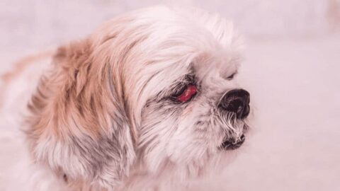 What is Cherry Eye in Dogs? | Odie Pet Insurance
