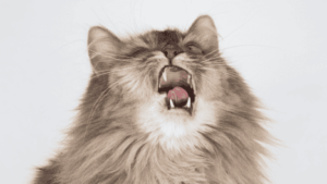 Get Rid of Ringworm in Cats Once and For All [Full Guide ...