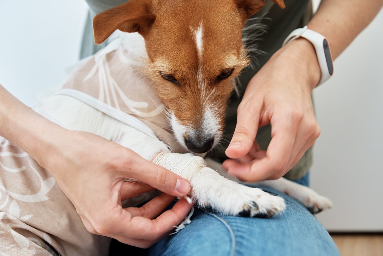 Luxating Patella: Signs, Symptoms and Treatment Options - Comprehensive ...