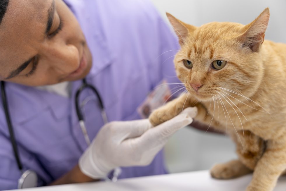 Feline Leukemia (FeLV): Symptoms, Signs & Treatment | Get Odie