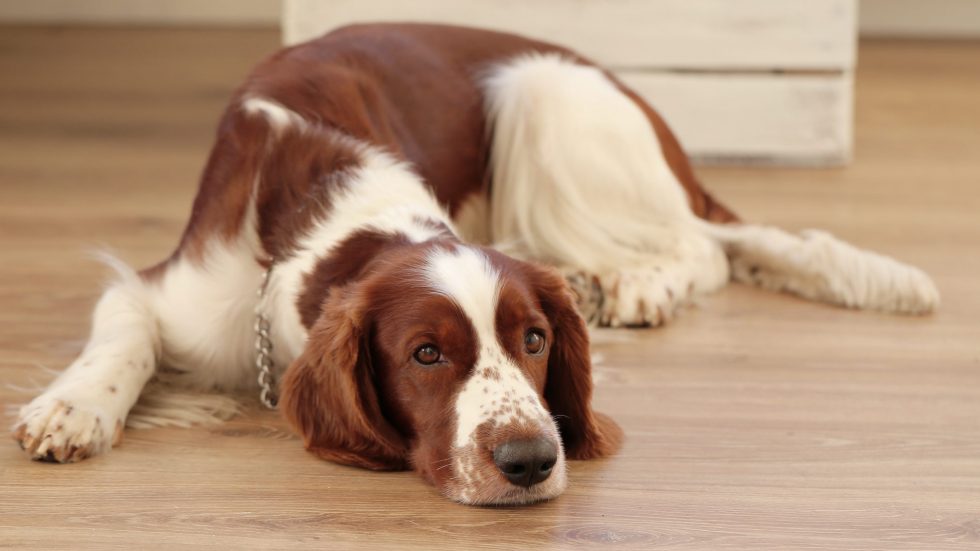 Ringworm in Dogs & Other Pets: What You Need to Know | Get Odie