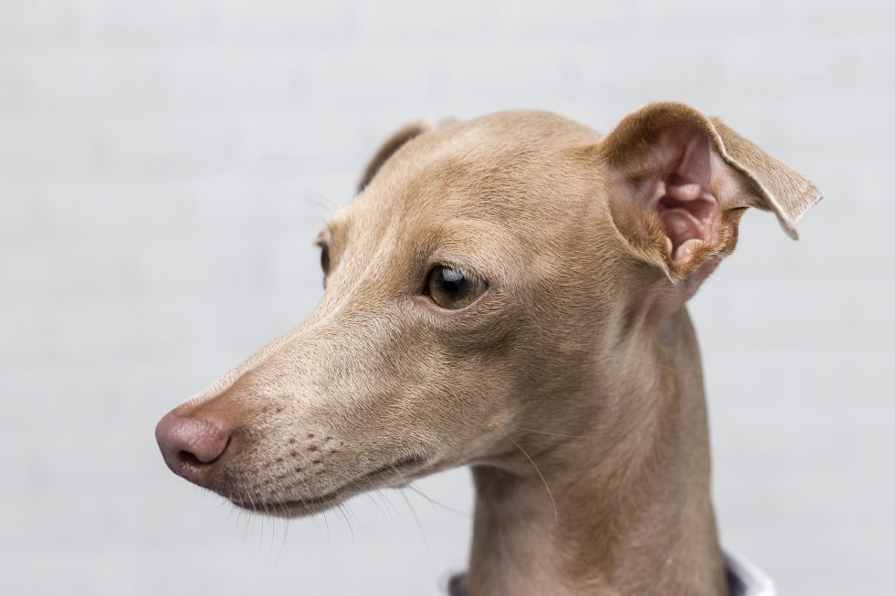 Dog Ear Canal Surgery: When it's Necessary & What it Costs ...