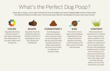 What to Give a Dog With Diarrhea? [Causes & Treatment] | Get Odie