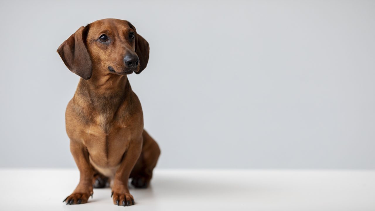 Intervertebral Disc Disease (IVDD) in Dogs | Odie Pet Insurance