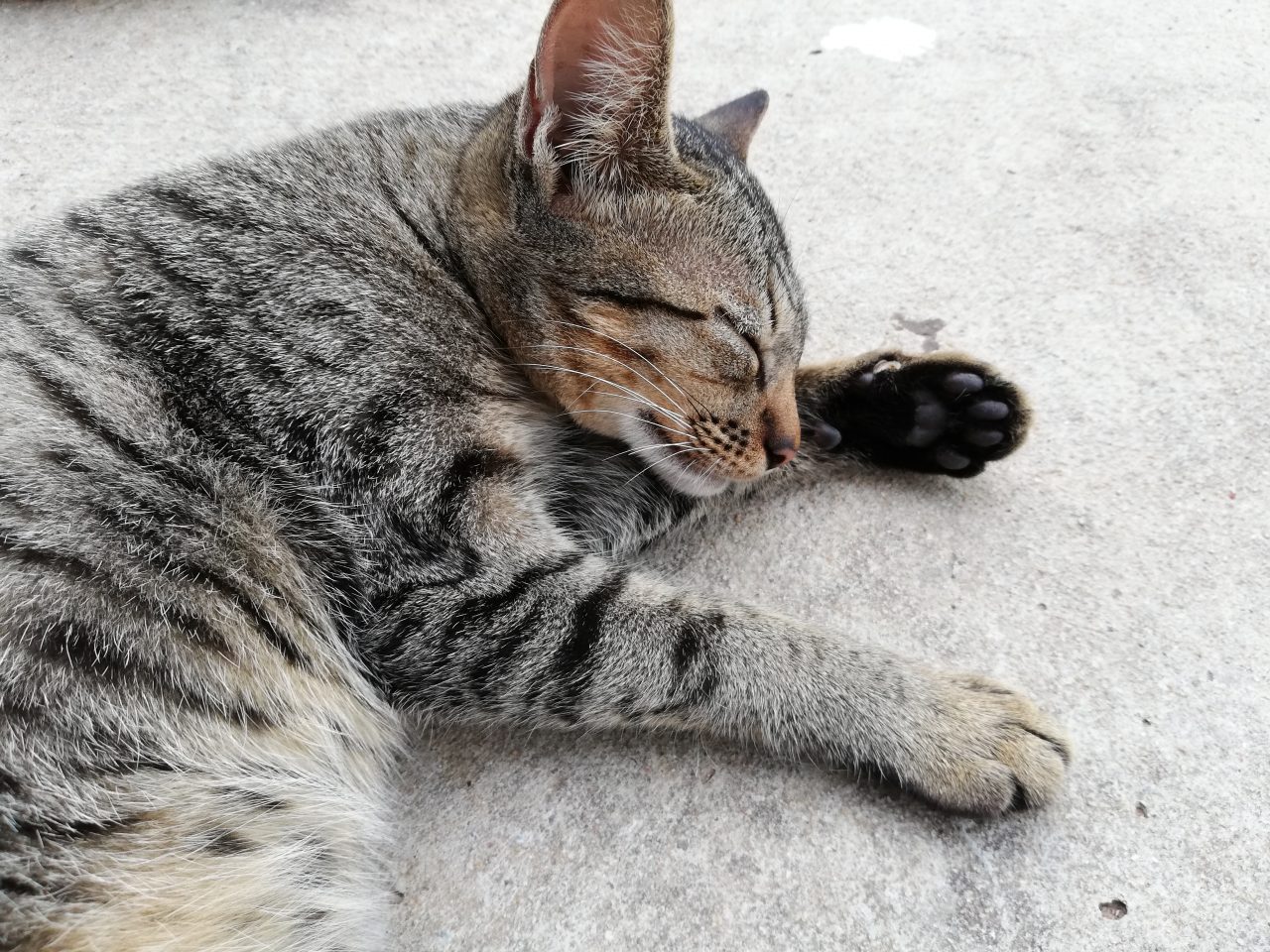 Cat Arthritis - Causes, Symptoms, and Treatments | Get Odie