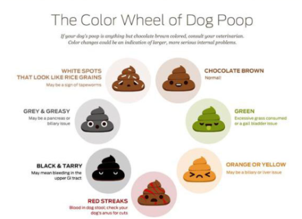 What to Give a Dog With Diarrhea? [Causes & Treatment] | Get Odie