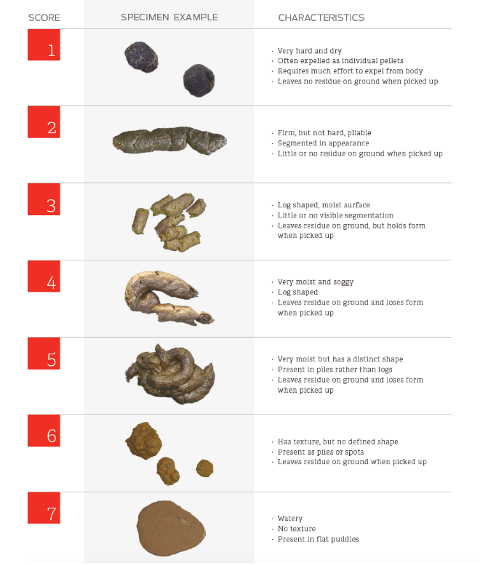 What to Give a Dog With Diarrhea? [Causes & Treatment] | Affordable Pet ...