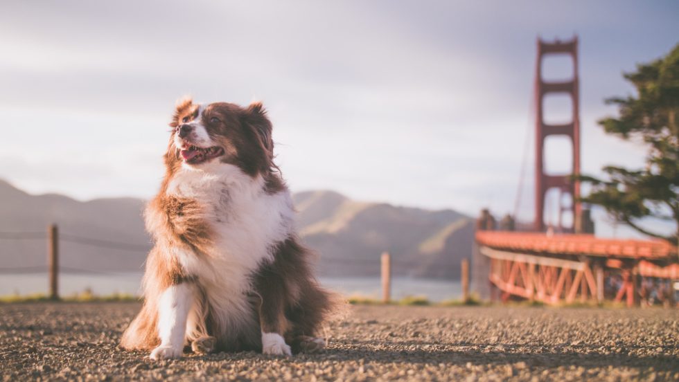 What Pet Owners Need to Know About California Pet Insurance Changes ...