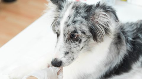 How To Wrap a Dog's Paw and Treat Open & Closed Wounds - Comprehensive ...