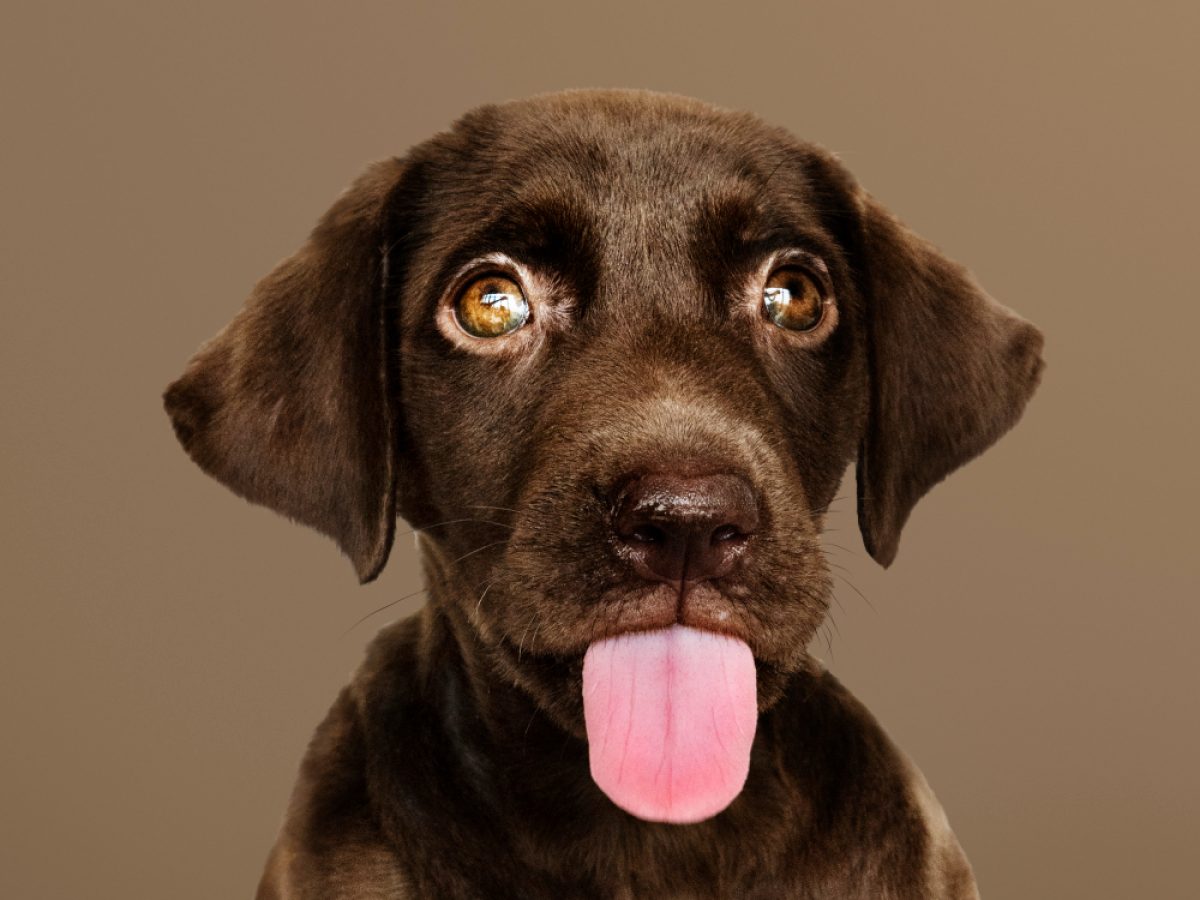 Why Does My Dog's Tongue Feel Like Sandpaper