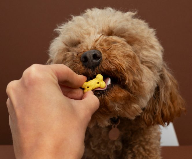 Can Dogs Eat Ham? - Comprehensive Pet Insurance and Wellness Plans ...