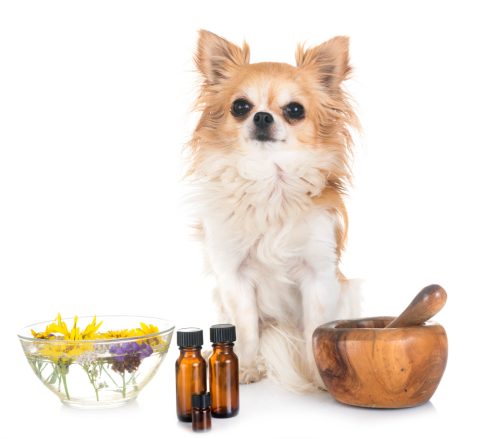 Which Essential Oils Are Safe For Dogs, And Which Are Toxic ...