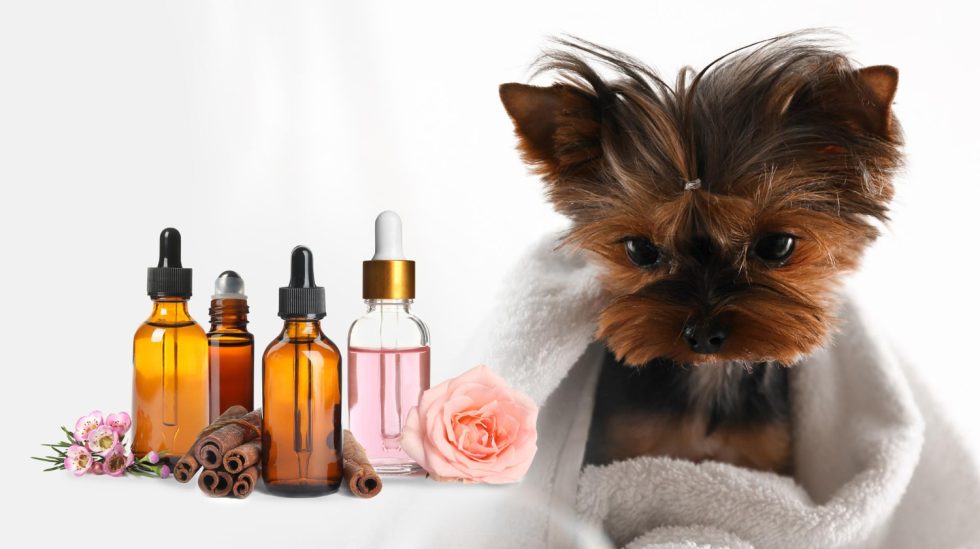 Which Essential Oils Are Safe For Dogs, And Which Are Toxic ...