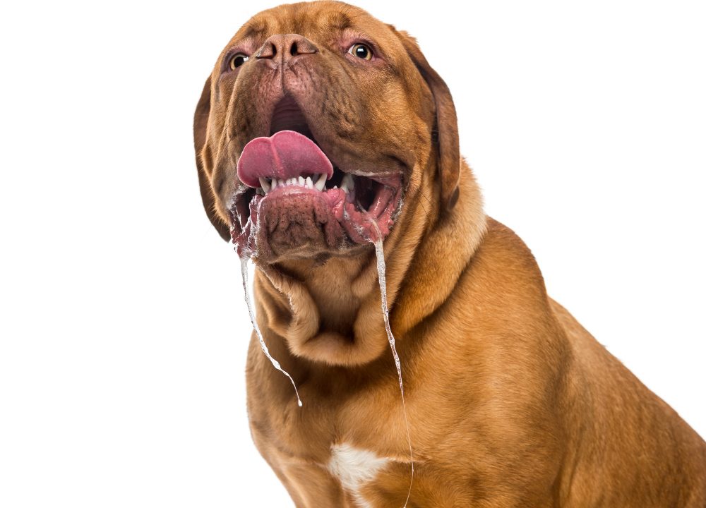 Why Is My Dog Drooling So Much? | Odie Pet Insurance