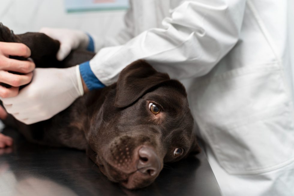 Dog Shoulder Injury: Signs, Causes & Treatment Options | Get Odie