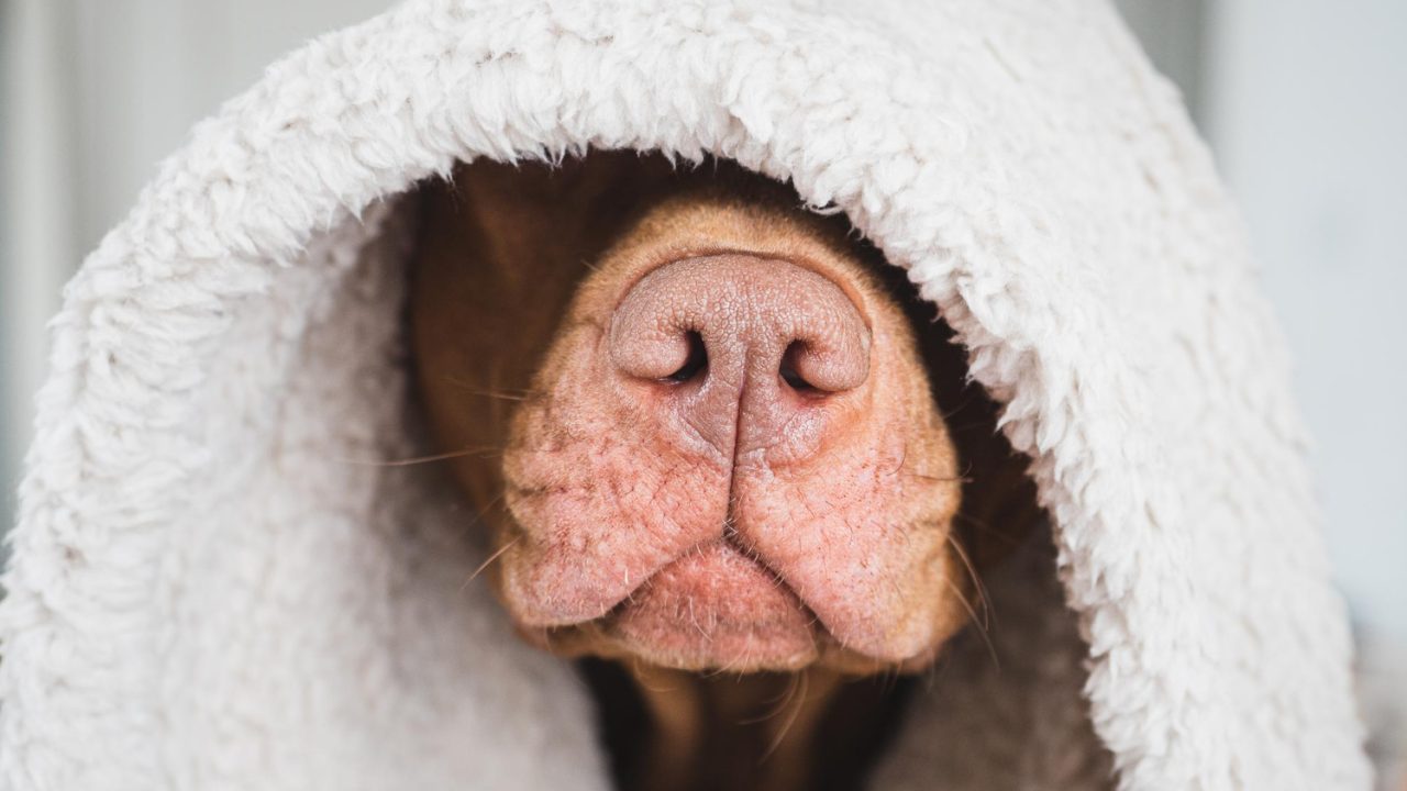 Dog Acne on Back, Chin, and Lip | Odie Pet Insurance