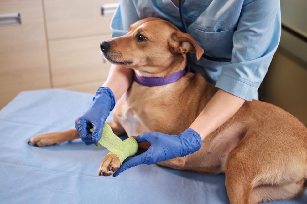 Dog Limping After Shots